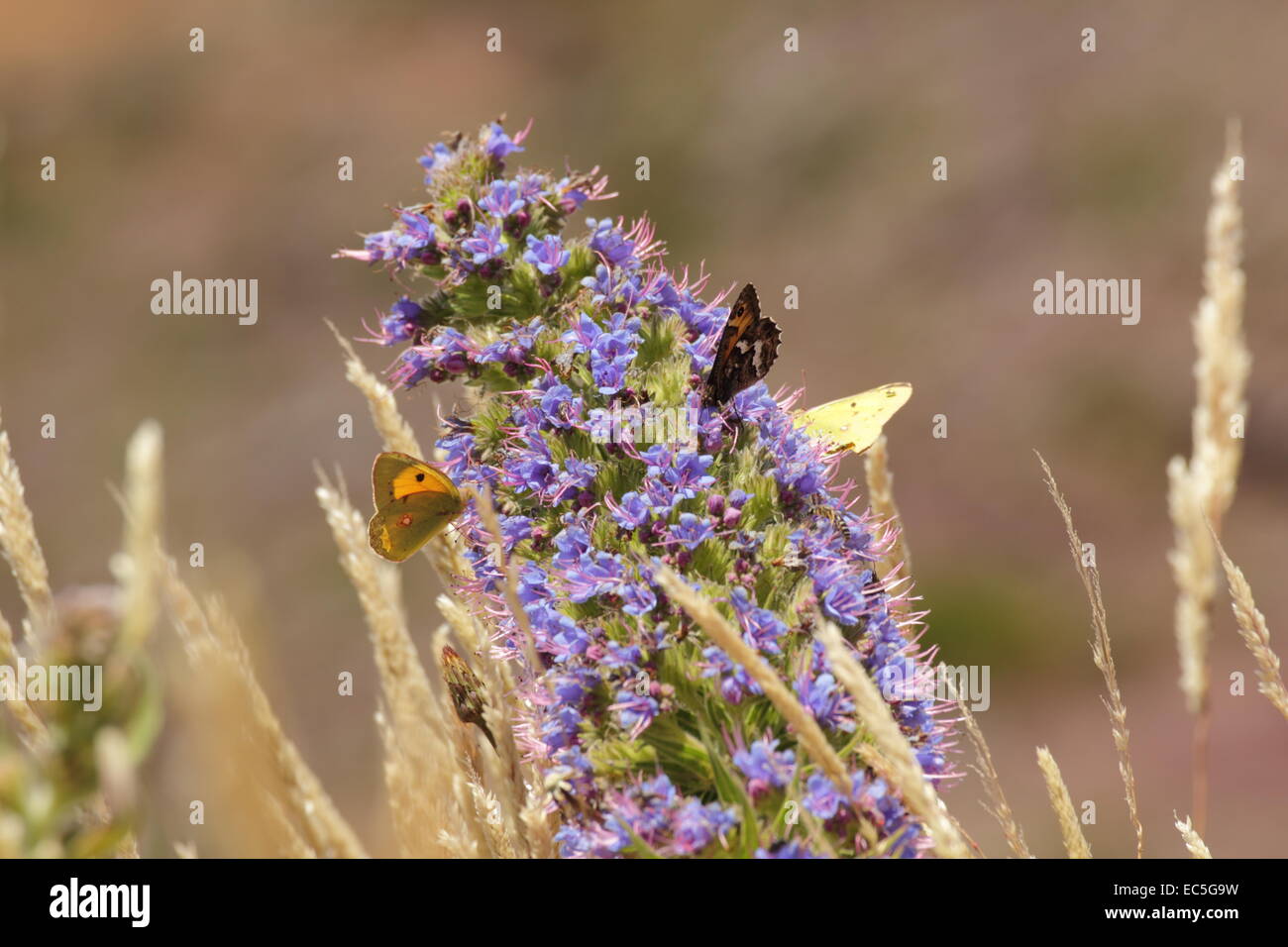 Snake head butterfly hi-res stock photography and images - Alamy
