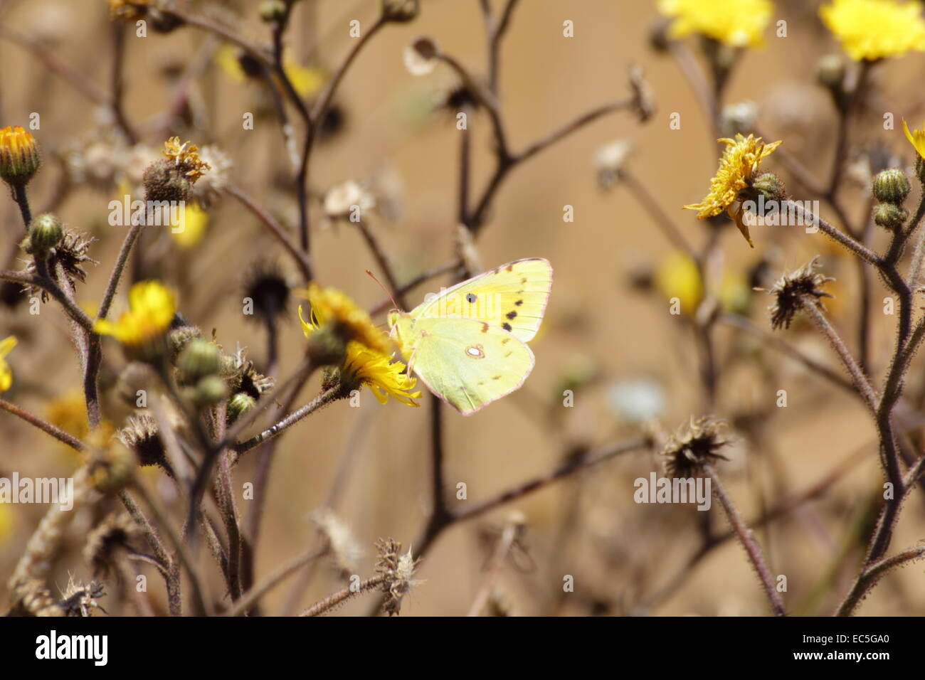 Postillon hi-res stock photography and images - Alamy