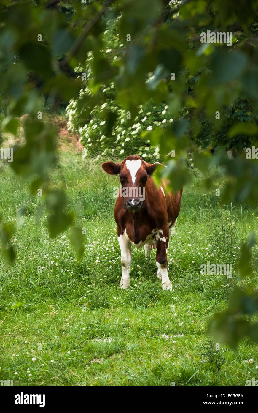Single cow standing on a meadow in a forest Stock Photo - Alamy