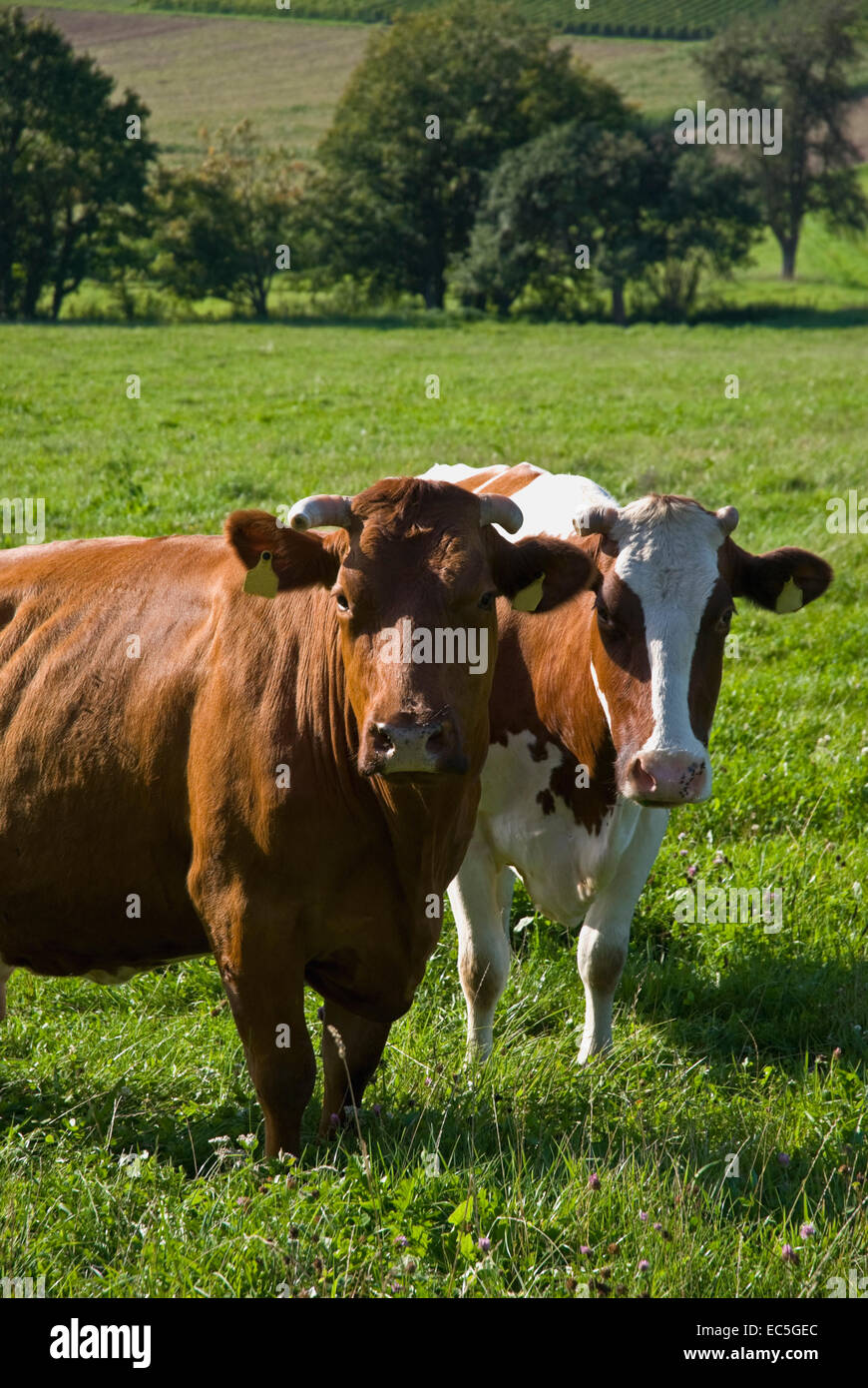 Background two cows hi-res stock photography and images - Alamy