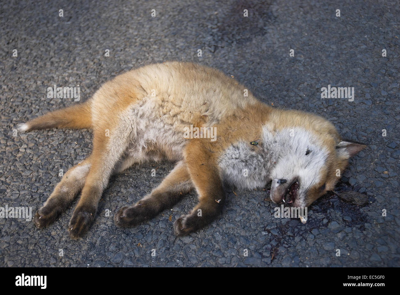 dead fox lying on a highway Stock Photo - Alamy