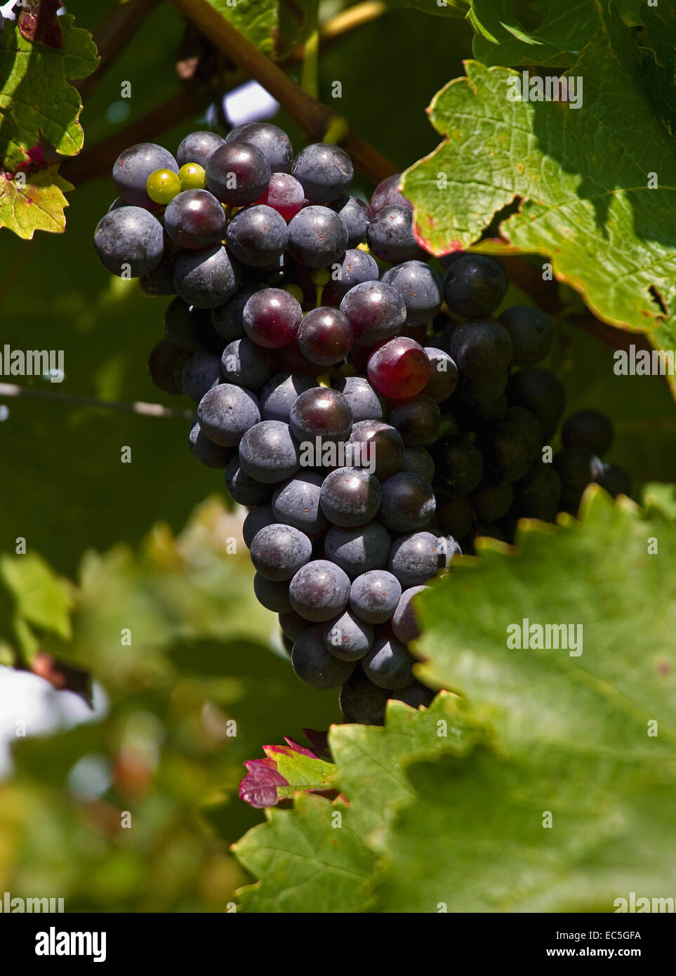 red grapes with autumnally colored grape leaves Stock Photo - Alamy