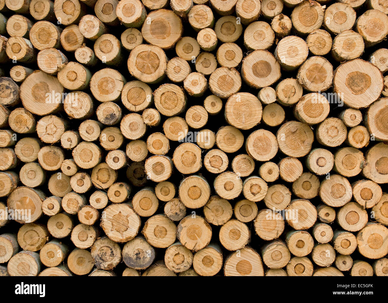 Cross section of douglas fir hi-res stock photography and images - Alamy