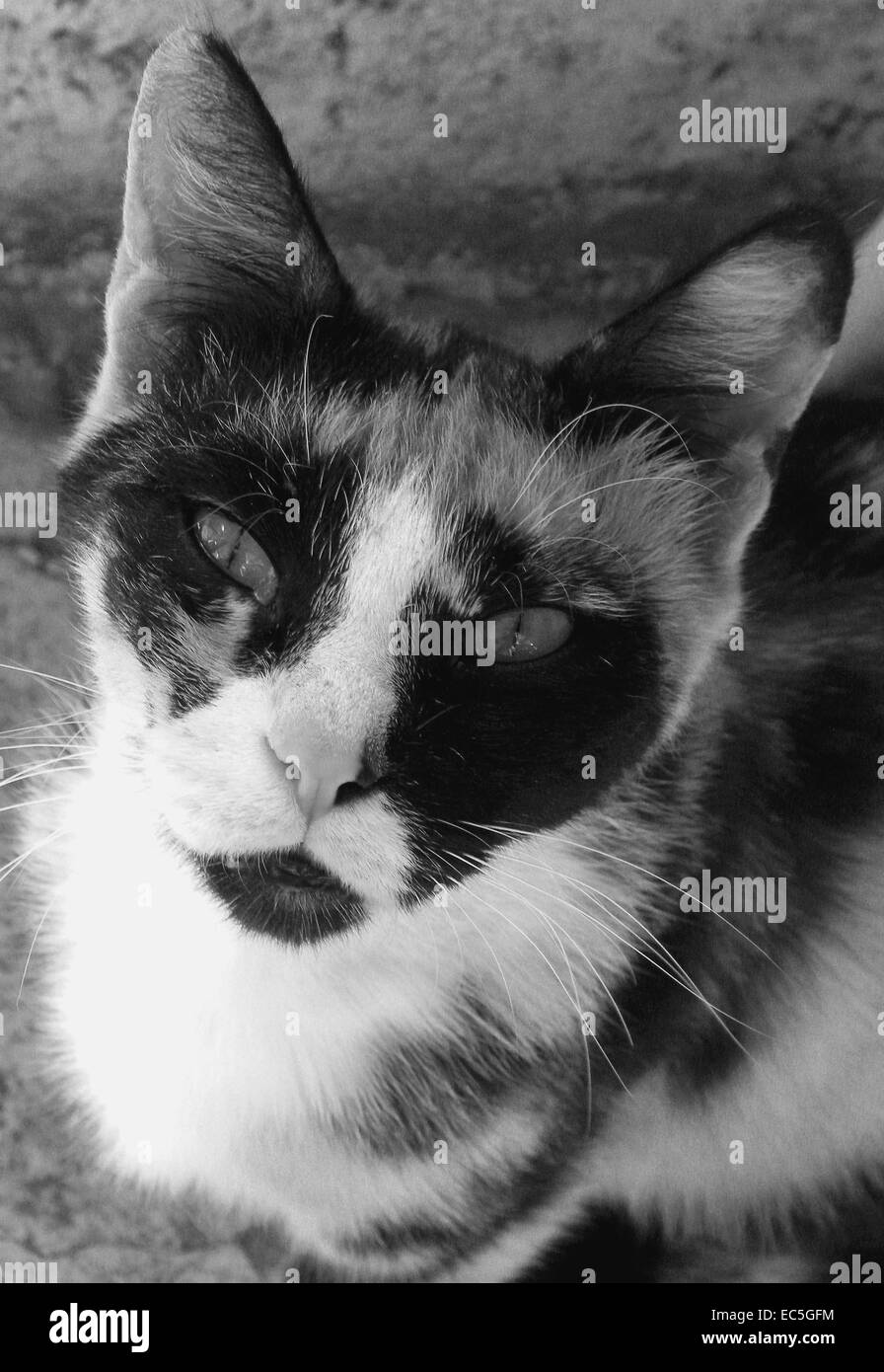 Colorless cat hi-res stock photography and images - Alamy
