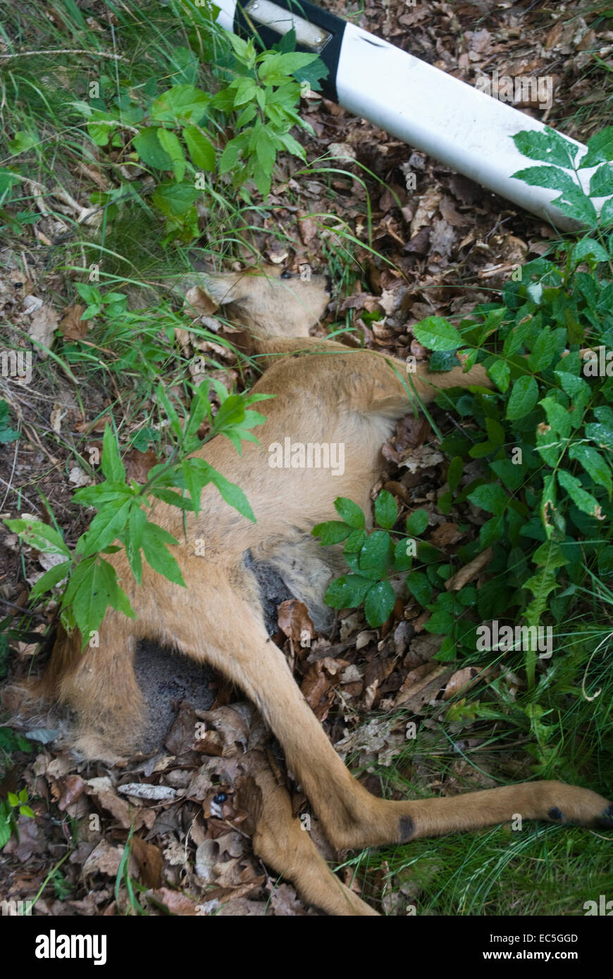 dead roe deer in a roadside ditch Stock Photo - Alamy
