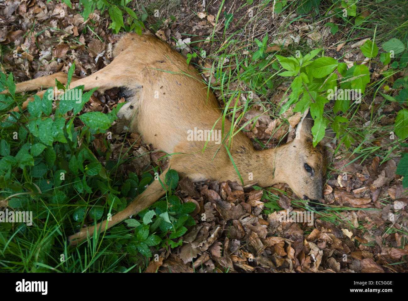 Maggots dead animal hi-res stock photography and images - Alamy