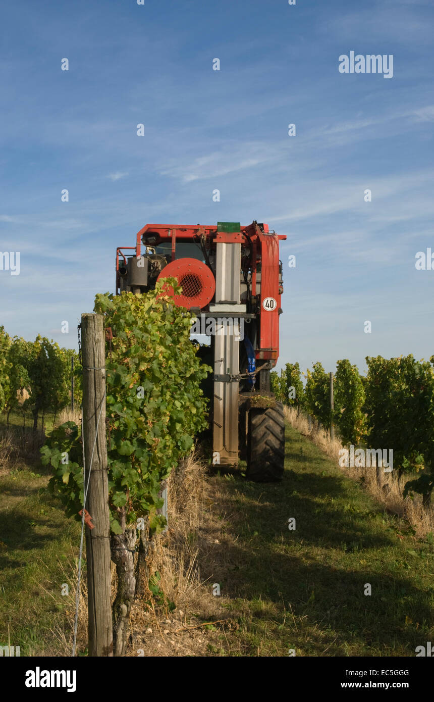 grape harvesting machine Stock Photo - Alamy