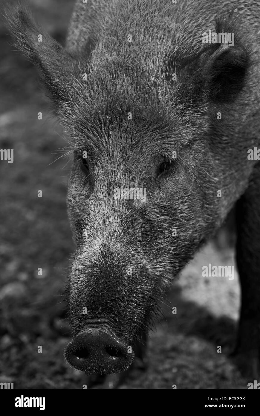 Boar forest Black and White Stock Photos & Images - Alamy