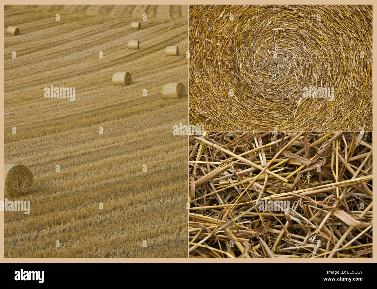 collage of three different views of straw Stock Photo - Alamy