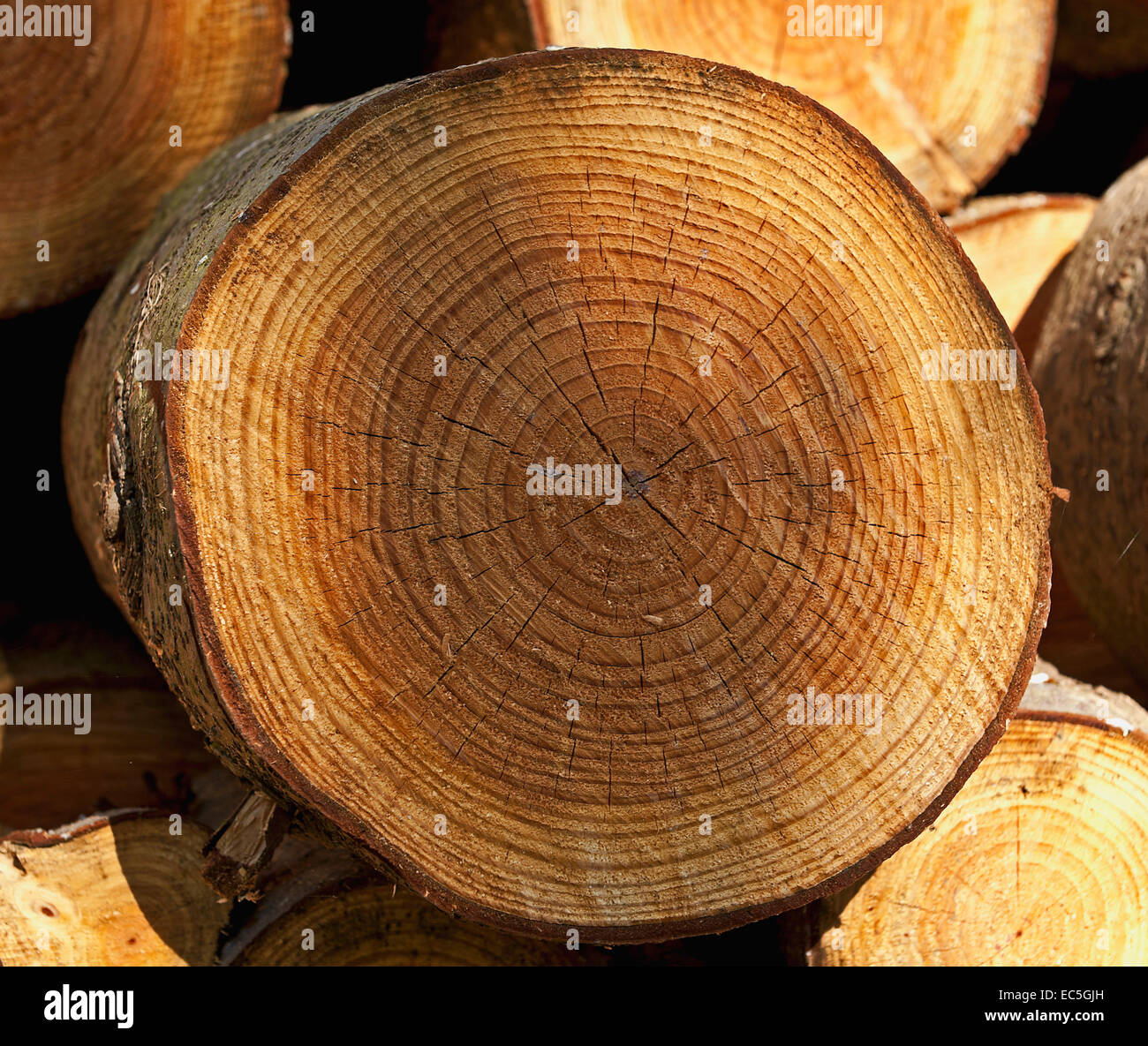 Tree rings annual hi-res stock photography and images - Alamy
