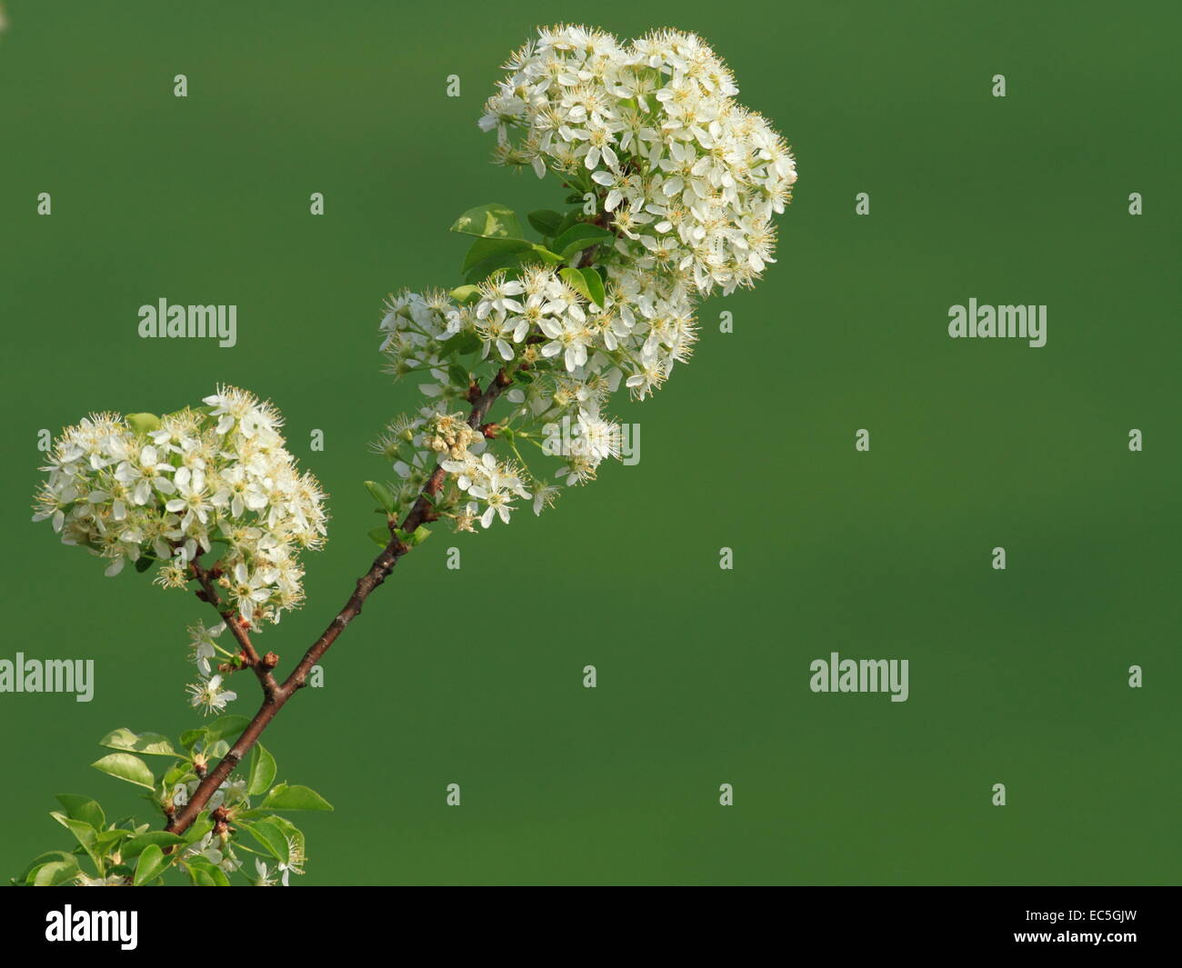 flowering pear branch against a green background Stock Photo - Alamy