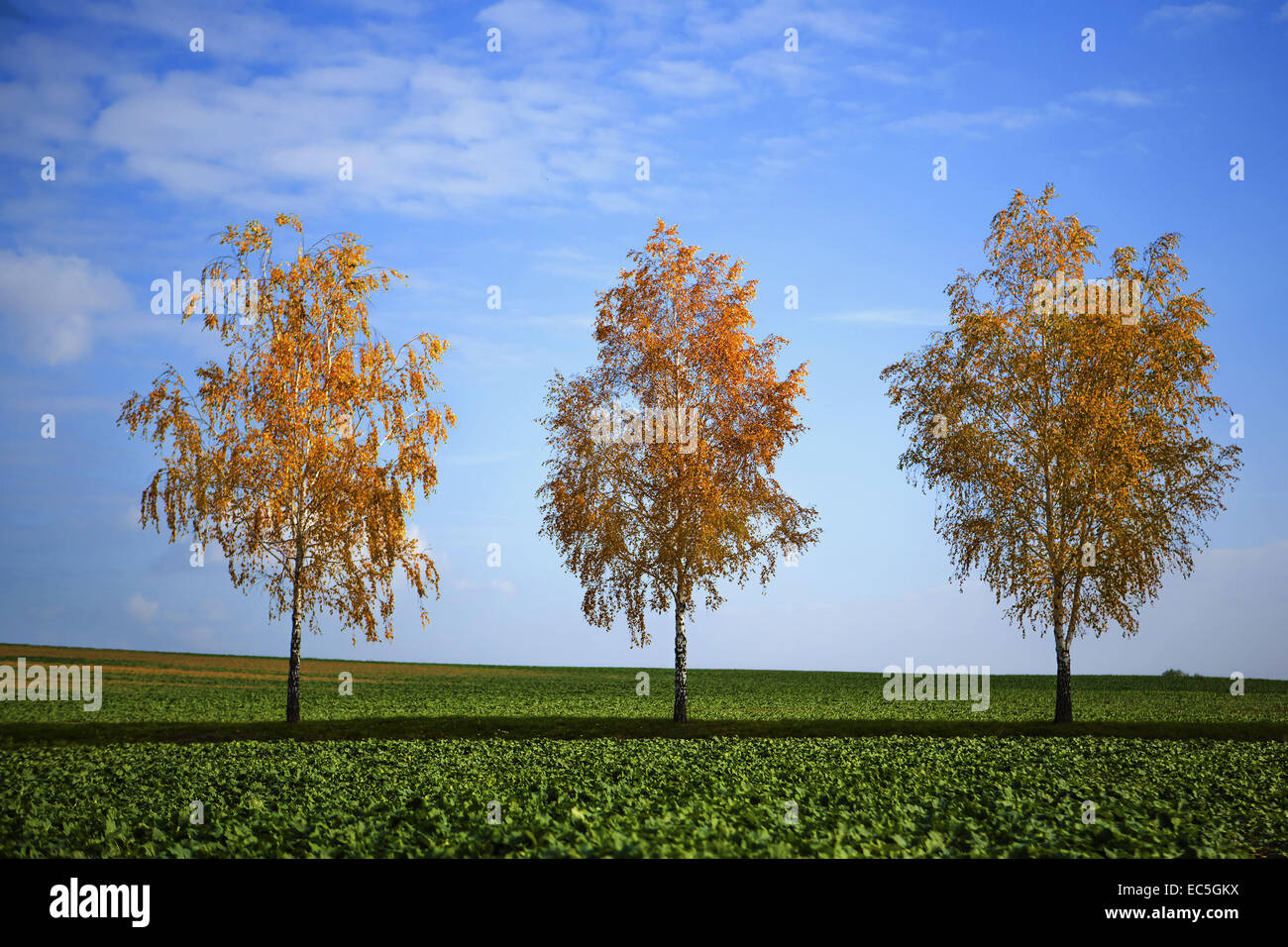 Birch three hi-res stock photography and images - Alamy