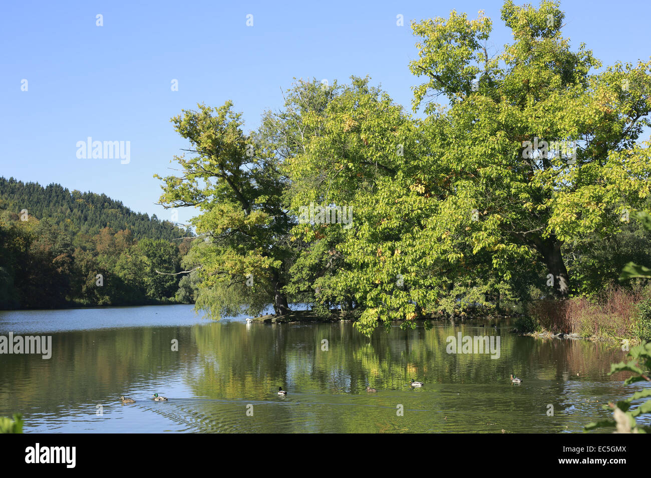 Pond landscape in autumn, Thuringia, Germany Stock Photo - Alamy