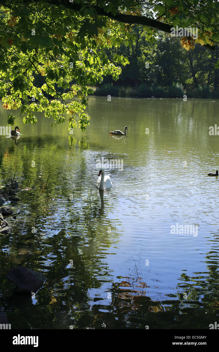 Pond landscape in autumn, Thuringia, Germany Stock Photo - Alamy