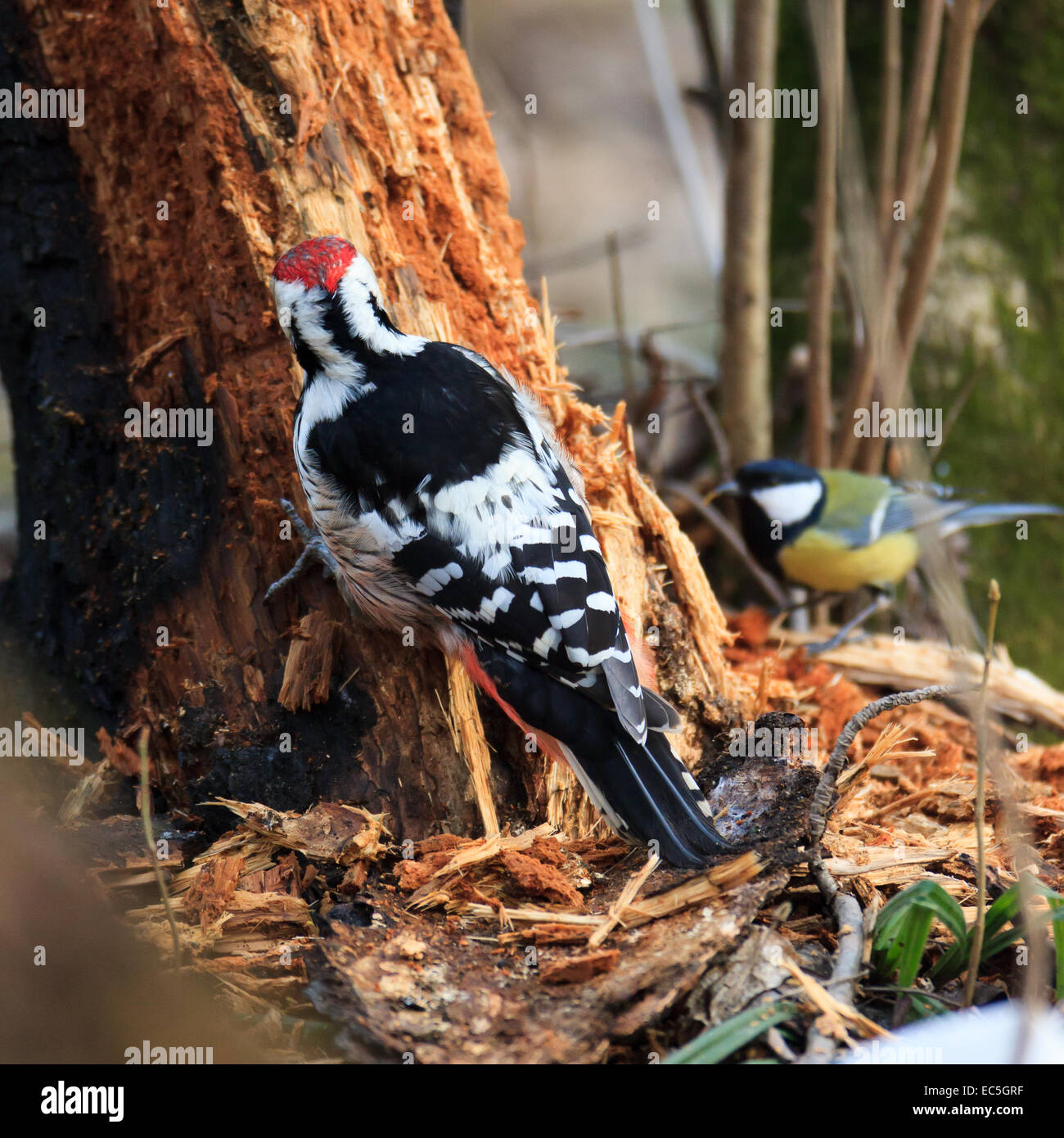 Dendrocopos leucotos, White-backed Woodpecker. Russia, Moscow ...