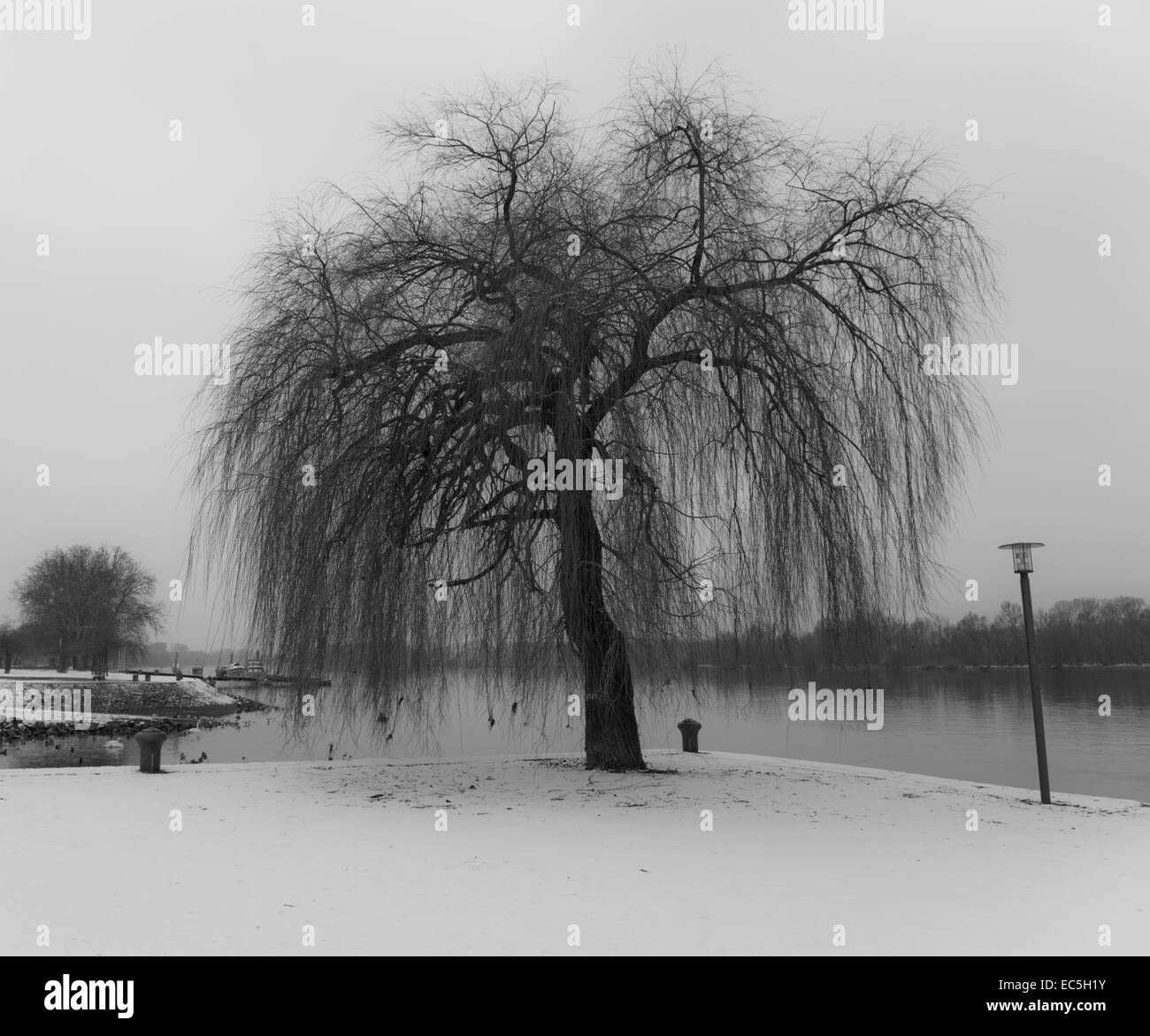 Sad willows hi-res stock photography and images - Alamy