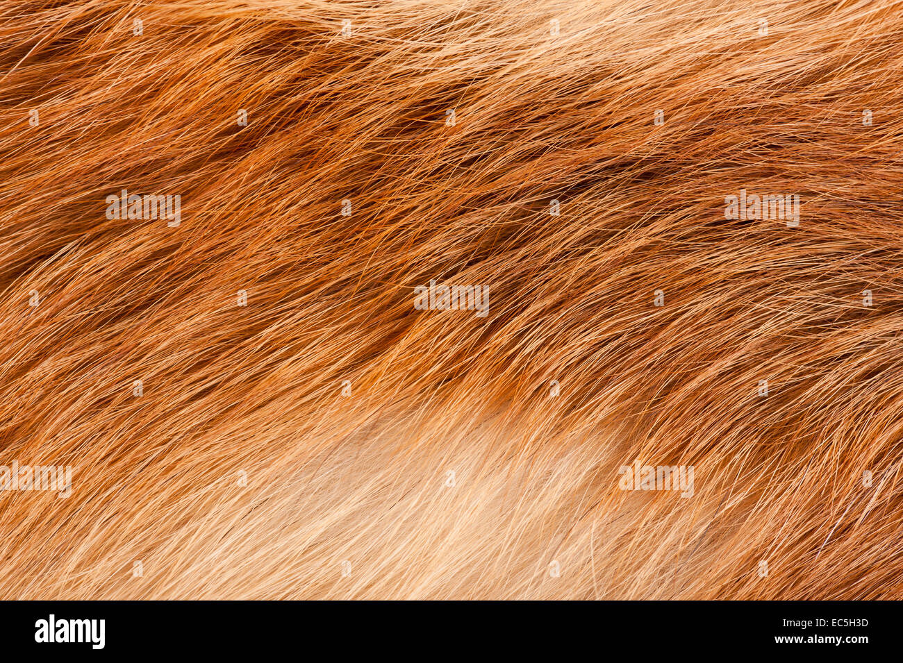 Fur Texture Fox Stock Photos & Fur Texture Fox Stock Images - Alamy