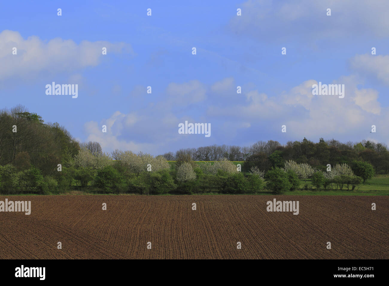 flowering cherry trees in a hilly landscape Stock Photo - Alamy