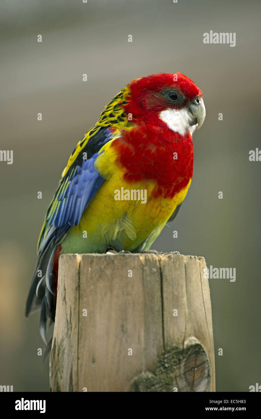 Eastern Rosella, Platycercus eximius, Zoo Hof Stock Photo - Alamy