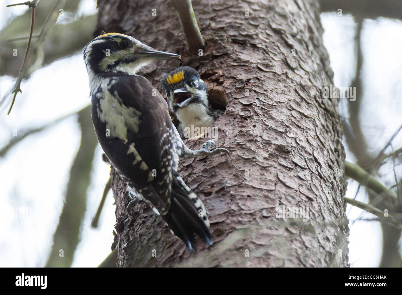 Picoides tridactylus , Three-toed Woodpecker. Moscow region. Russia ...