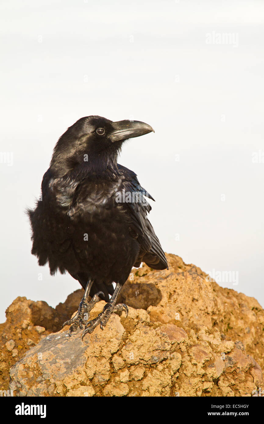 Raven on standing stone hi-res stock photography and images - Alamy