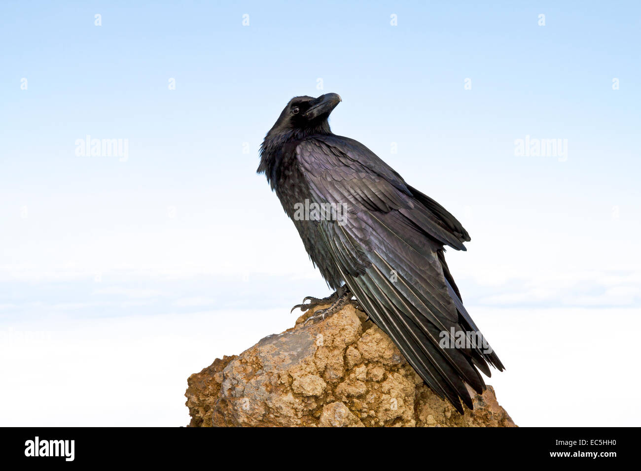 Raven is on the rocks Stock Photo - Alamy