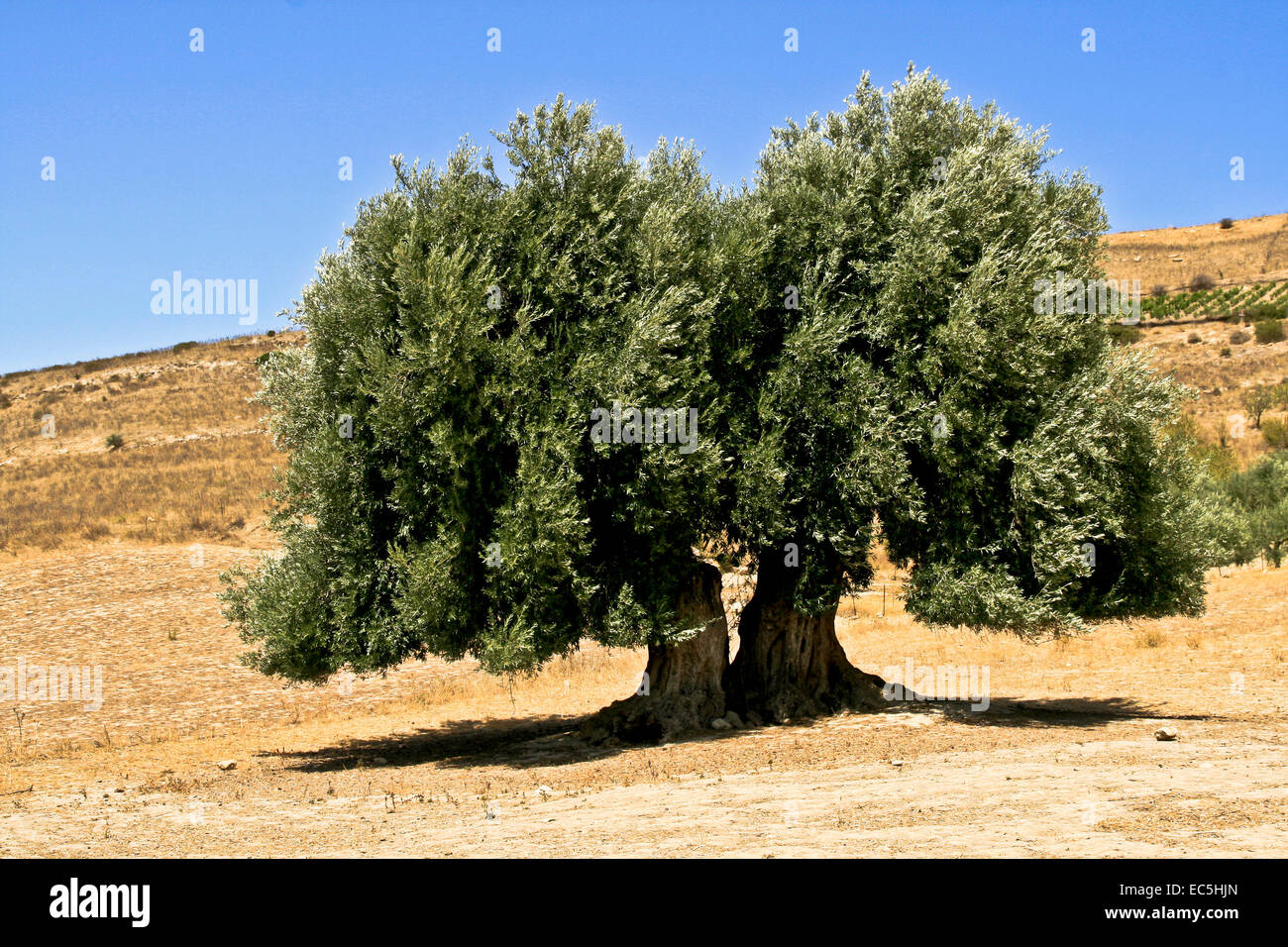 two old olive trees Stock Photo - Alamy