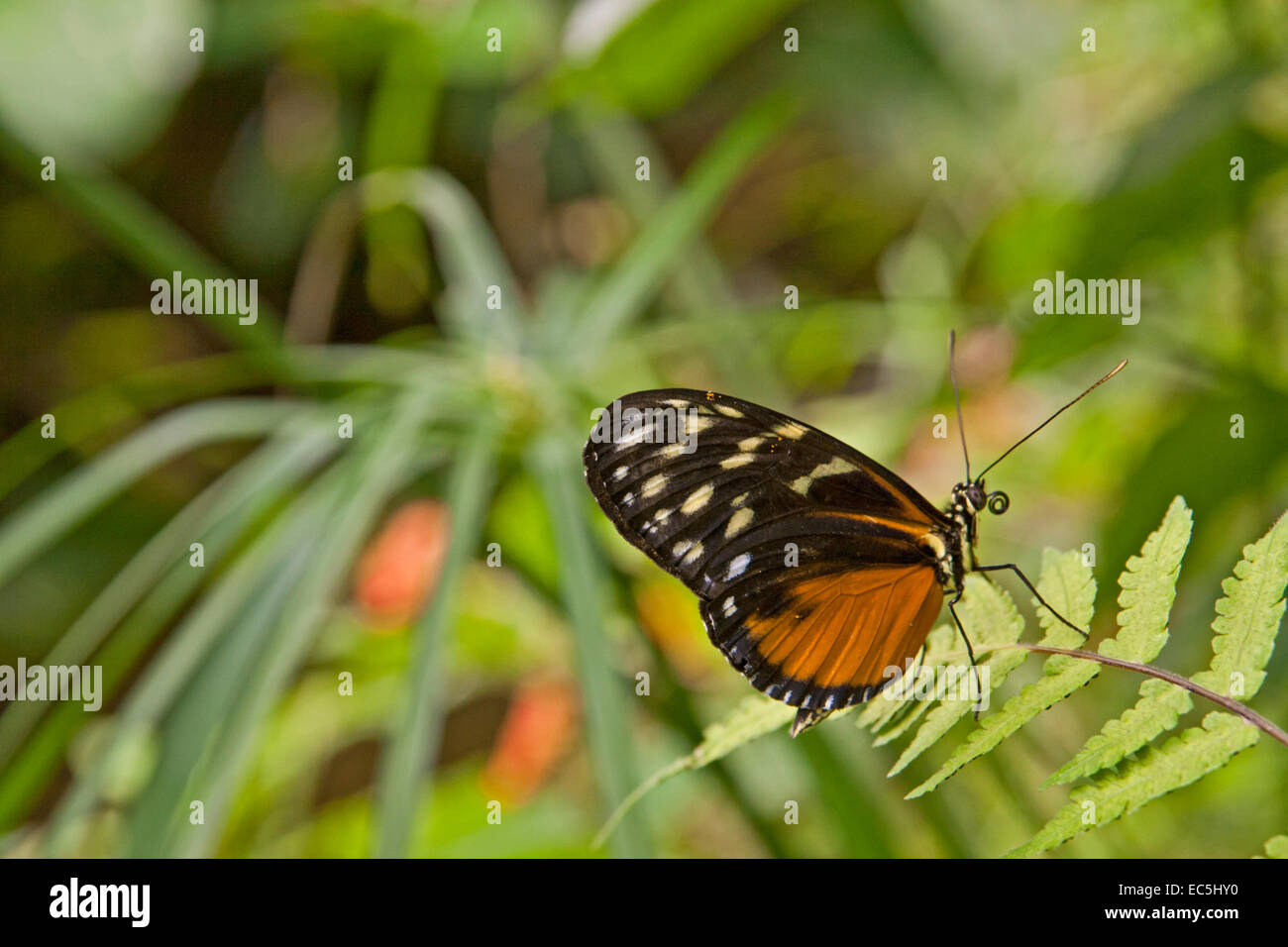 Tiger butterflies hi-res stock photography and images - Alamy