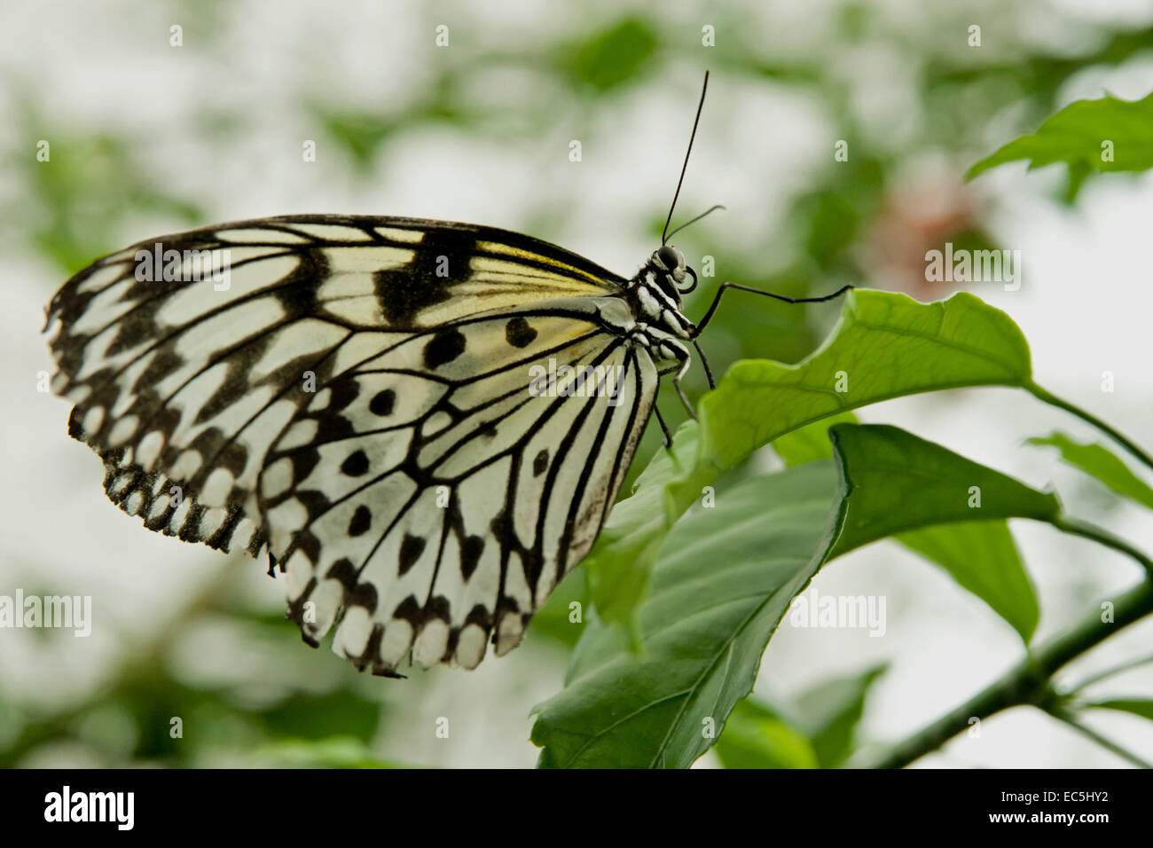 White nymph of a tree hi-res stock photography and images - Alamy