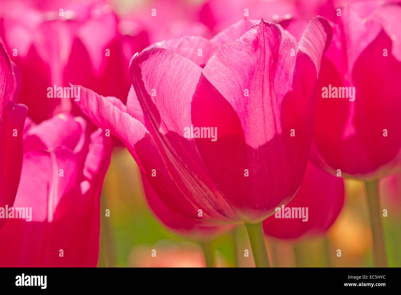 Back light close up hi-res stock photography and images - Alamy