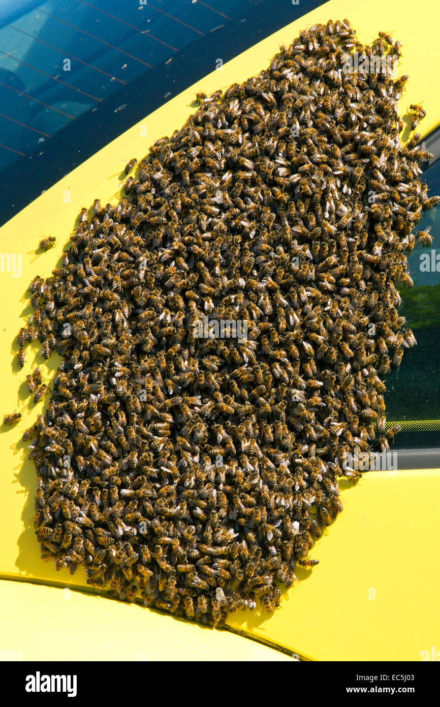 Swarm of bees on a car Stock Photo - Alamy