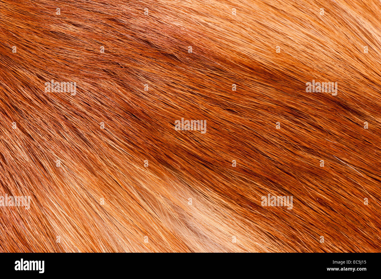 Red fox hairy fur texture cloth Stock Photo - Alamy