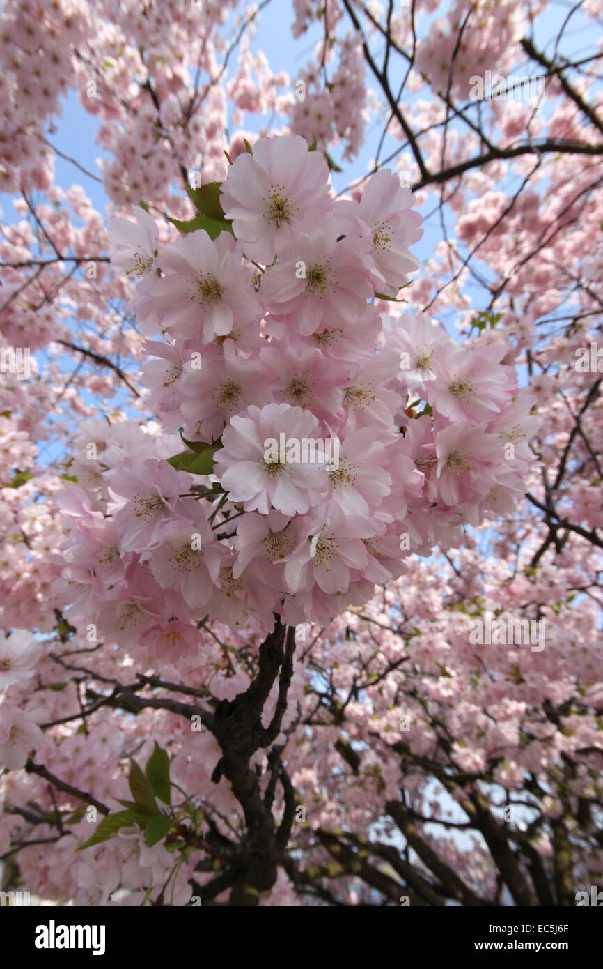 Cherry blossom paradise hi-res stock photography and images - Alamy