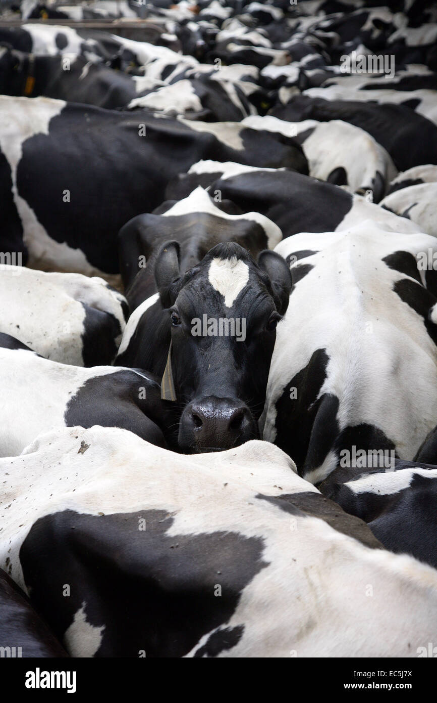 cows in stable Stock Photo - Alamy