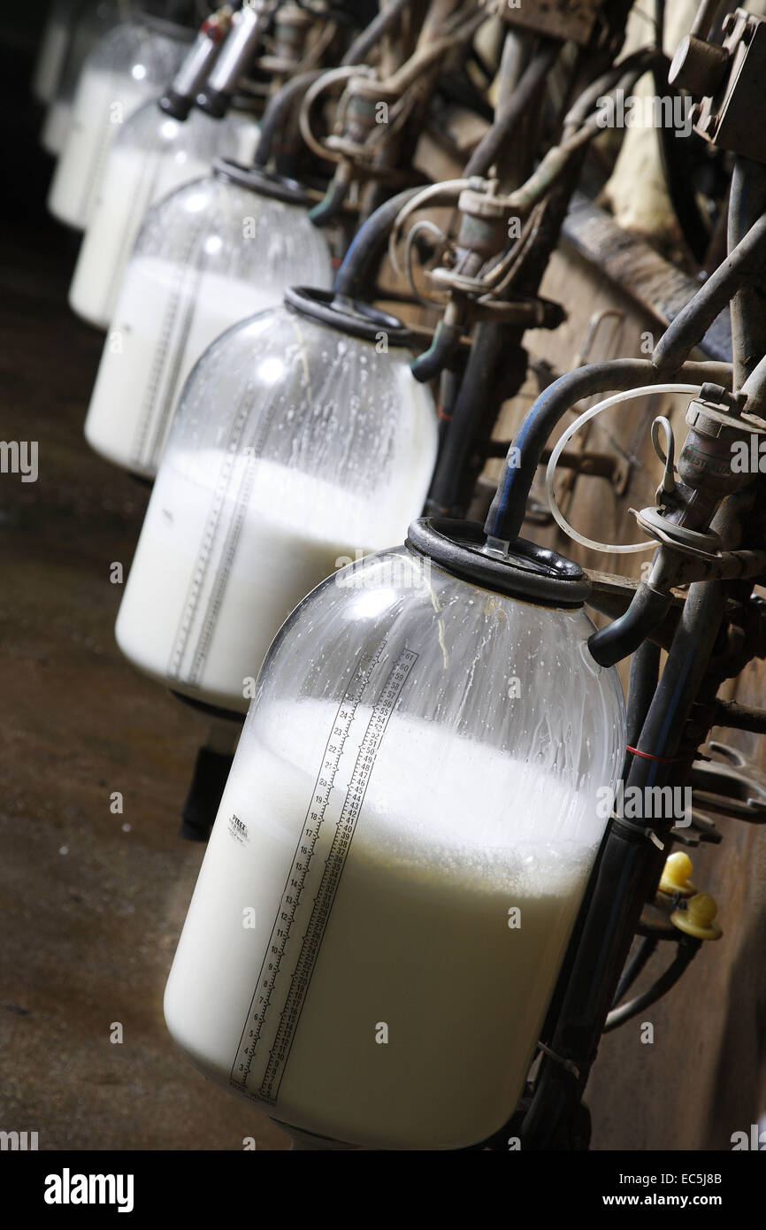 milking glass with milk Stock Photo - Alamy