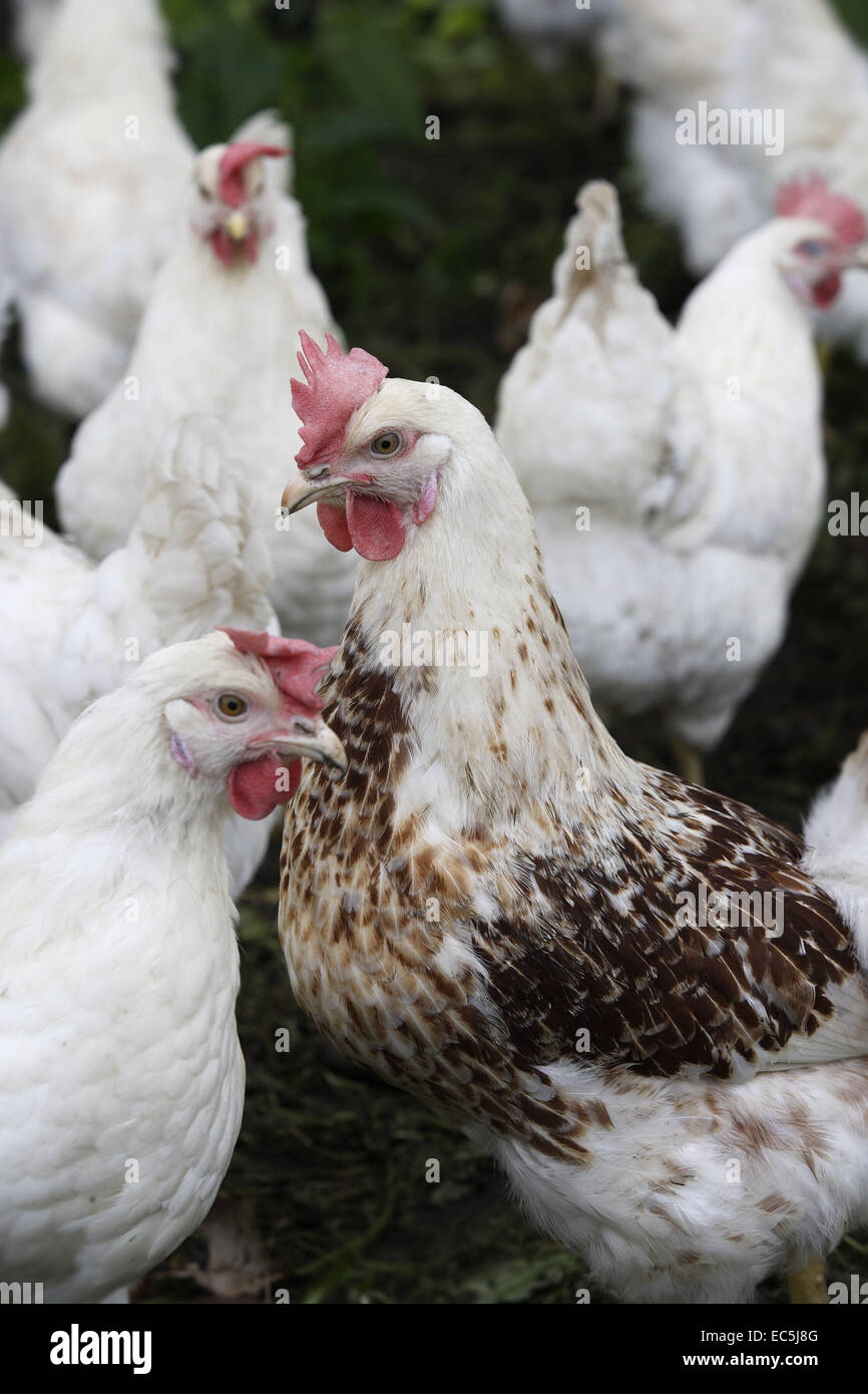 free range chicken Stock Photo - Alamy