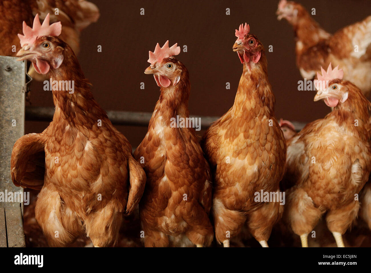Schnabelchicken hi-res stock photography and images - Alamy