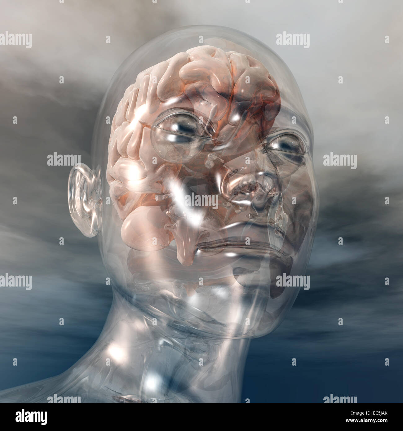 Digital visualization of a human brain Stock Photo - Alamy Digital visualization of a human brain Stock Photo - Alamy