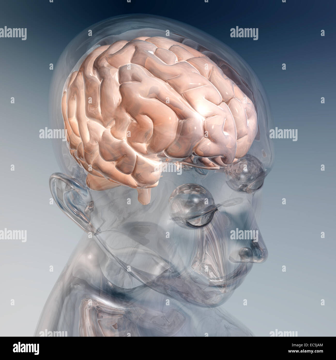 3d digital render male anatomy hi-res stock photography and images - Alamy