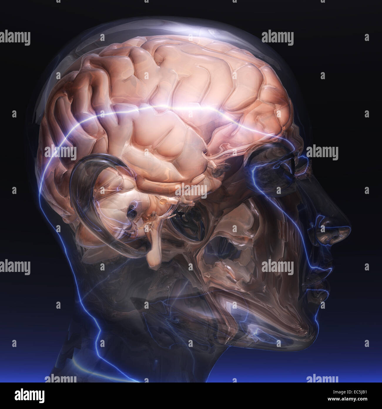 Male human body illustration 3d brain hi-res stock photography and ...