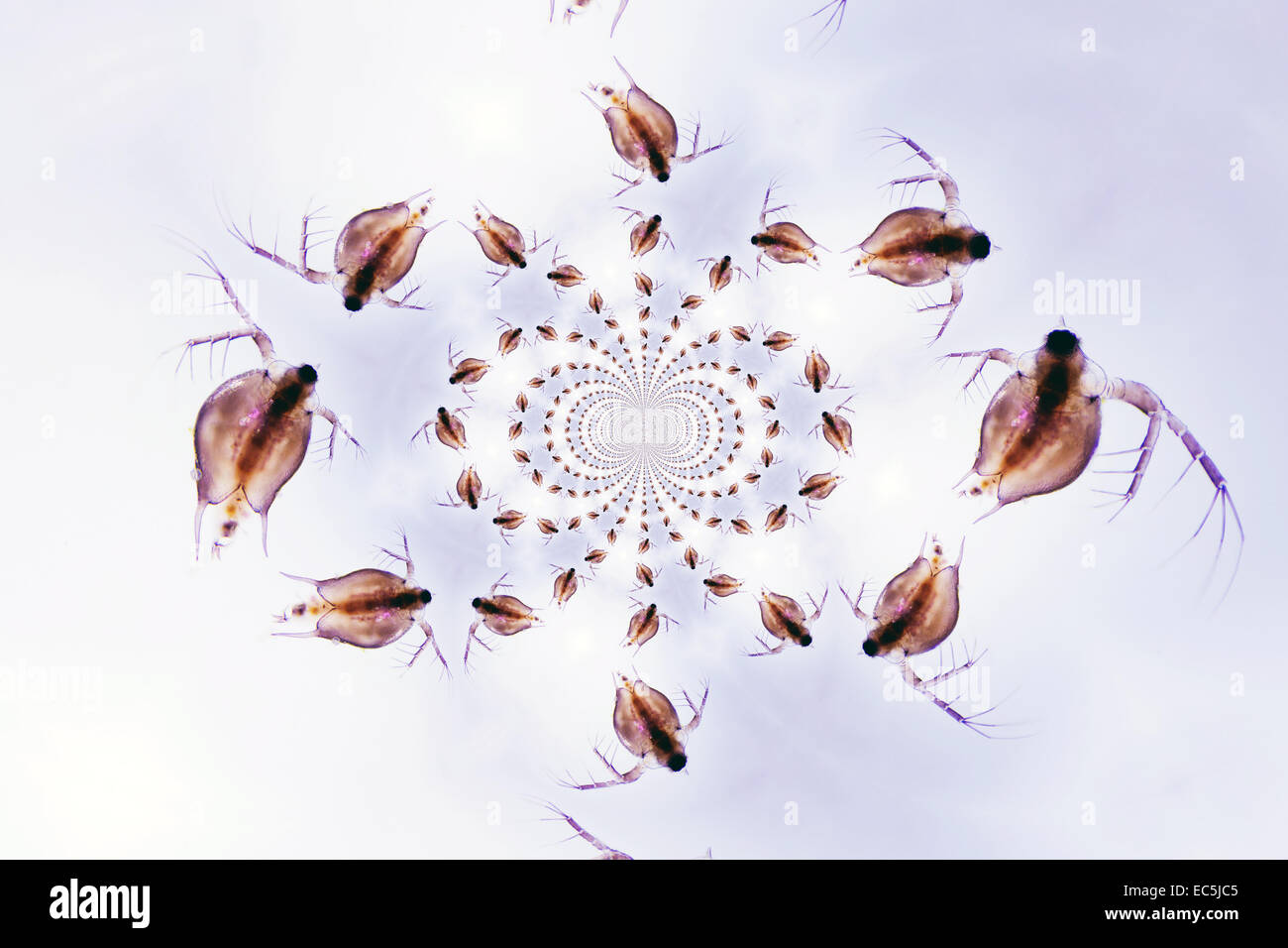 Daphnia hi-res stock photography and images - Alamy