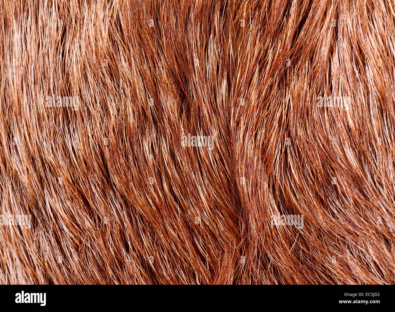 Red fox fur texture cloth hi-res stock photography and images - Alamy