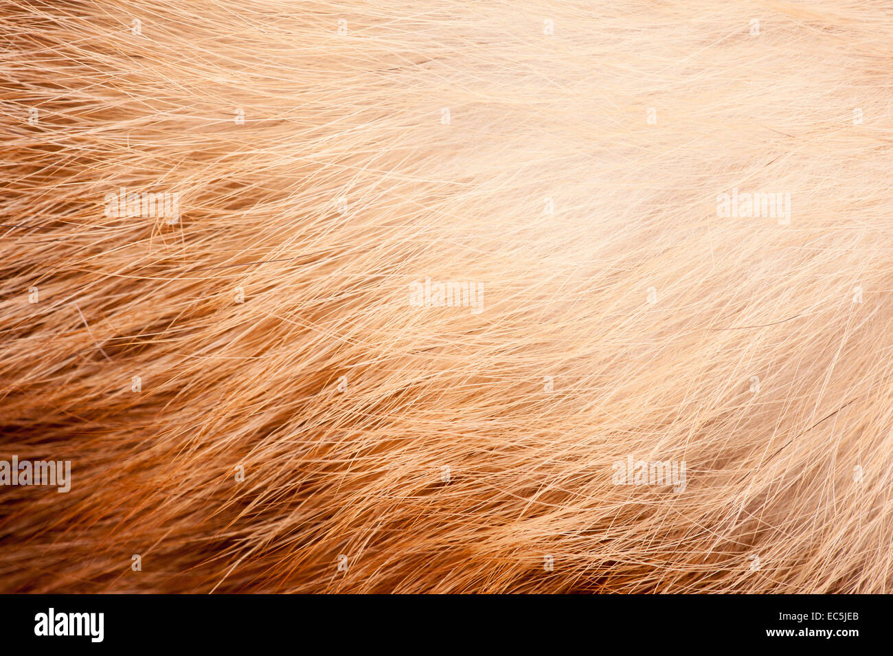 Fox Fur Patterns