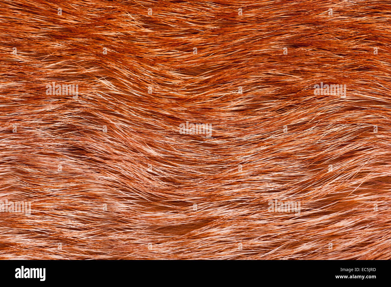 Red fox fur pelt texture cloth abstract Stock Photo - Alamy