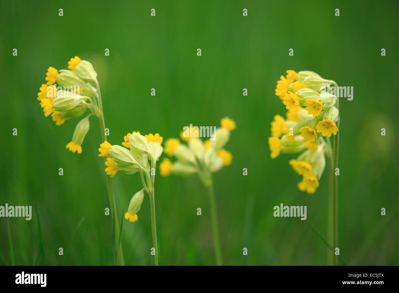 Real key flower hi-res stock photography and images - Alamy