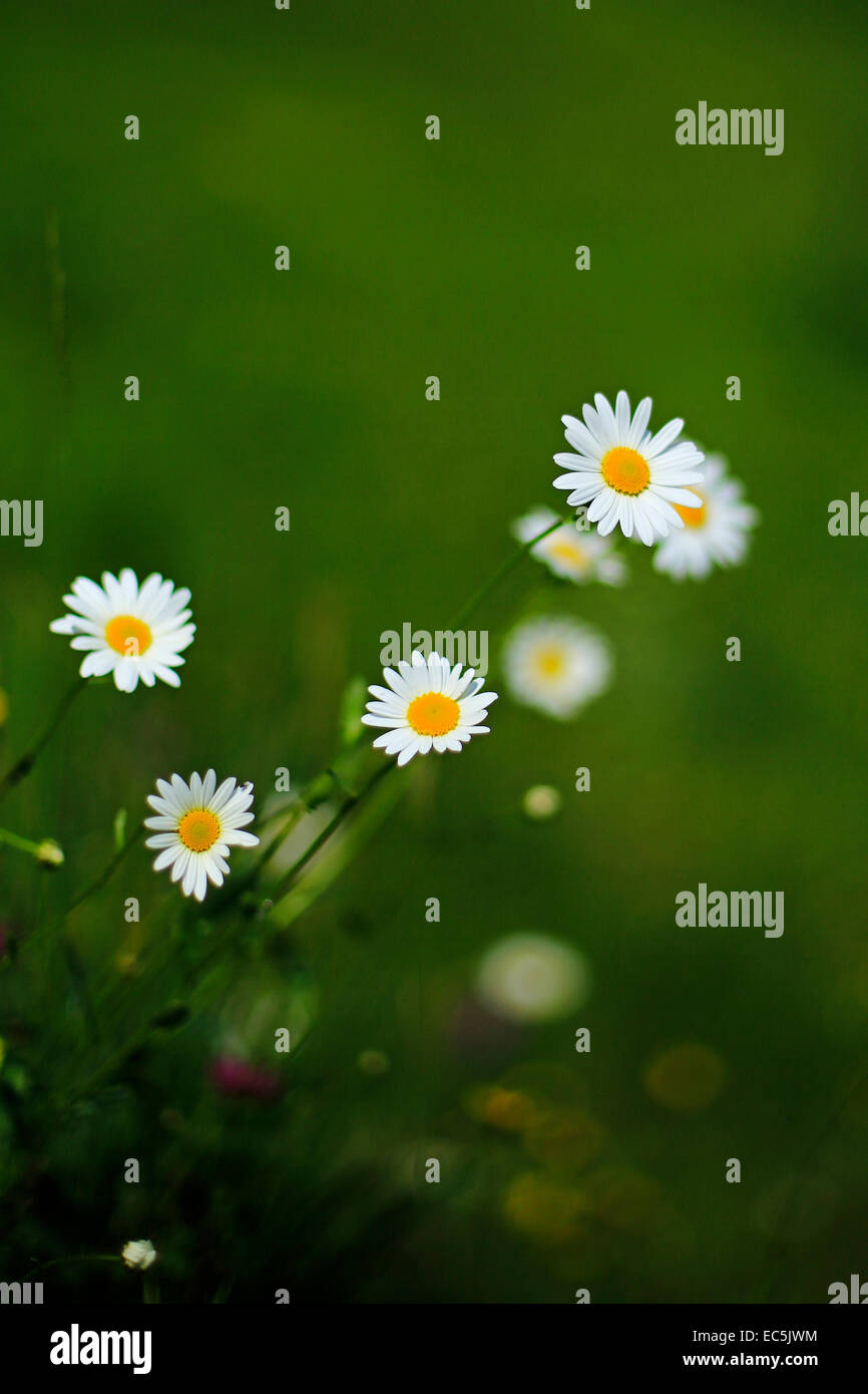Margeriten hi-res stock photography and images - Alamy