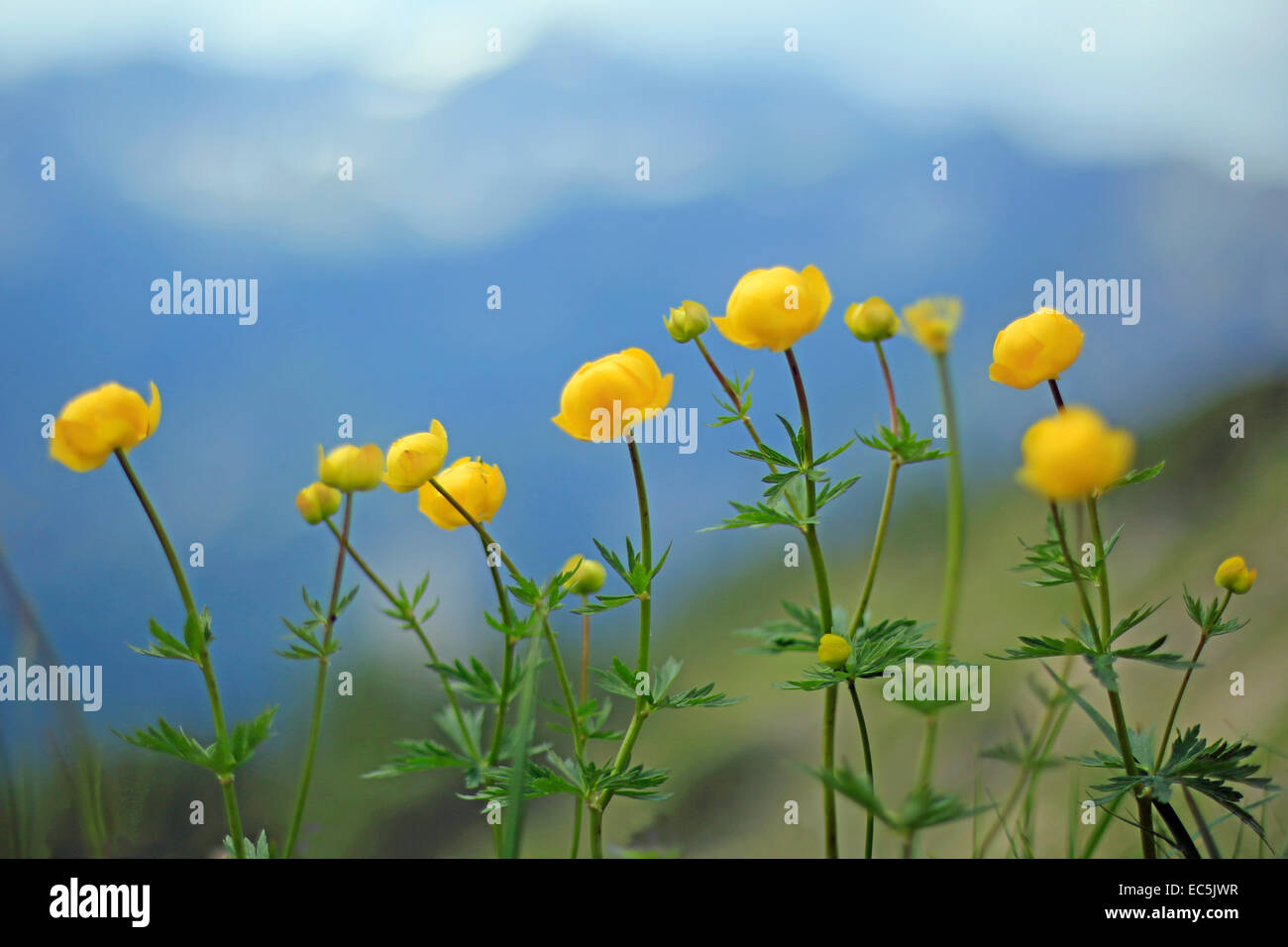 Trollius in the Alps Stock Photo - Alamy