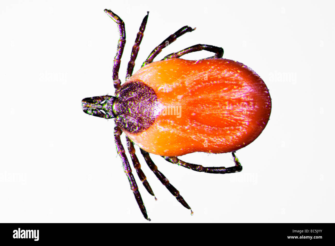 Tick insect anatomy hi-res stock photography and images - Alamy