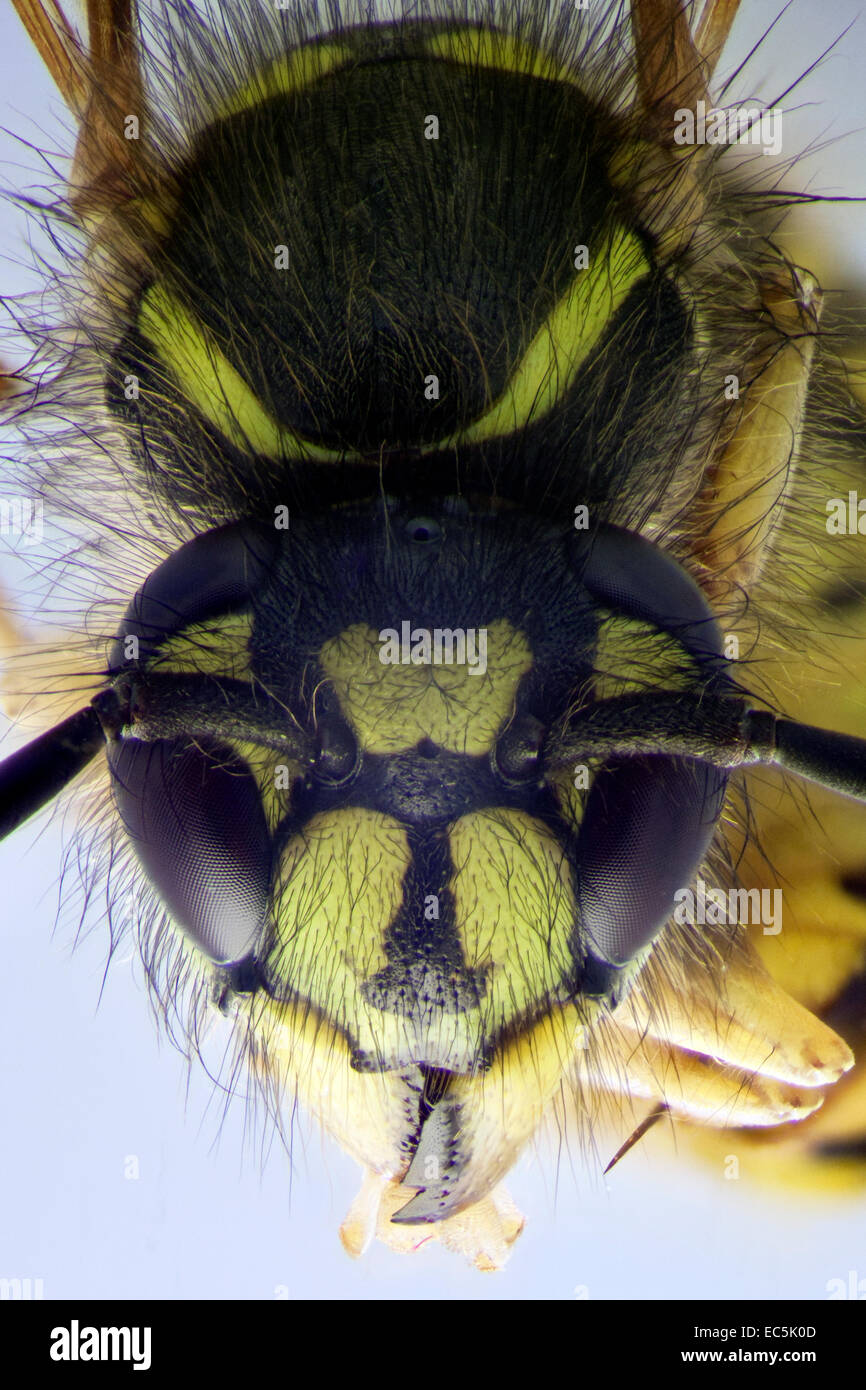 Micro Photo of a Wasp Stock Photo - Alamy
