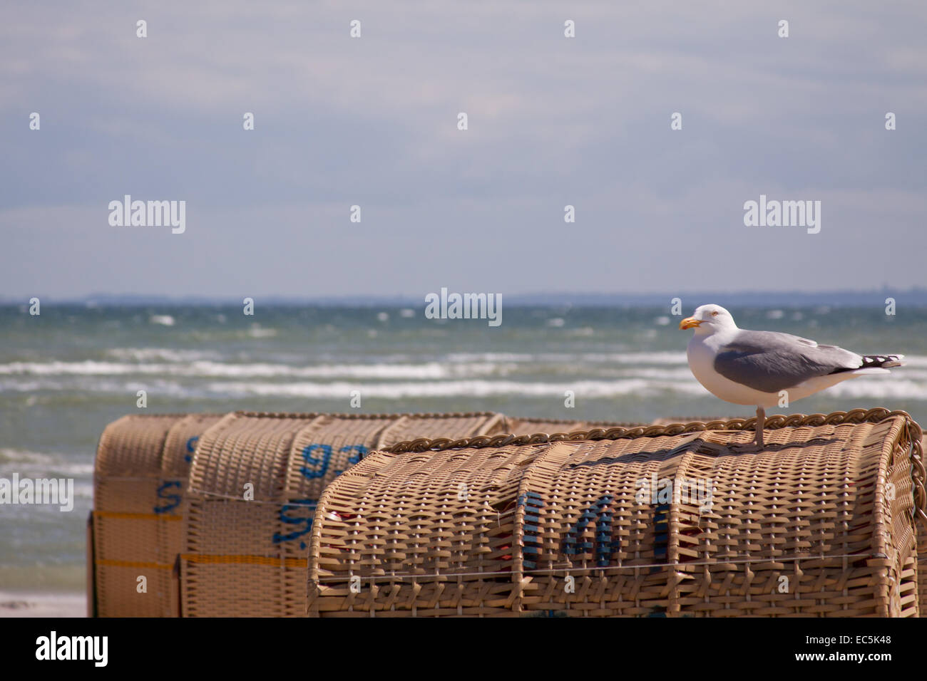 Bird sitting on chair hi-res stock photography and images - Alamy